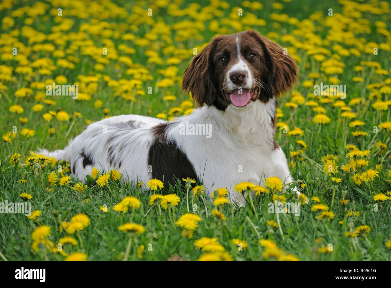 Springer spaniel dog in the flowers hi-res stock photography and images ...