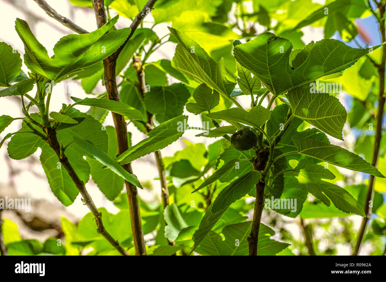 Early awakening of the Fig tree, the first fruits appeared with the ...