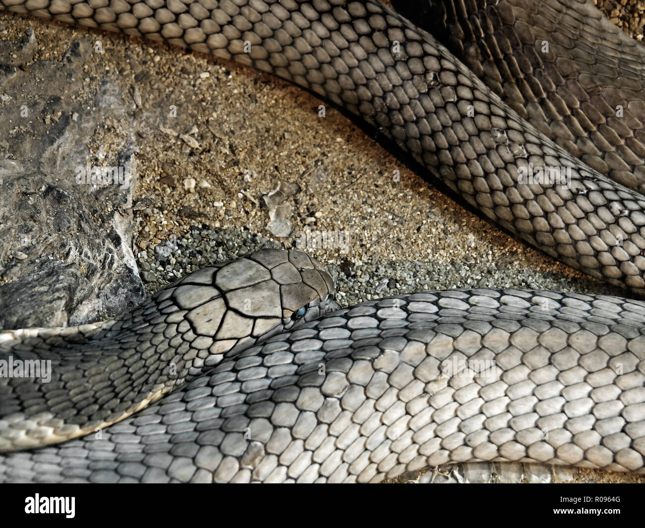 Sand cobra hi-res stock photography and images - Alamy