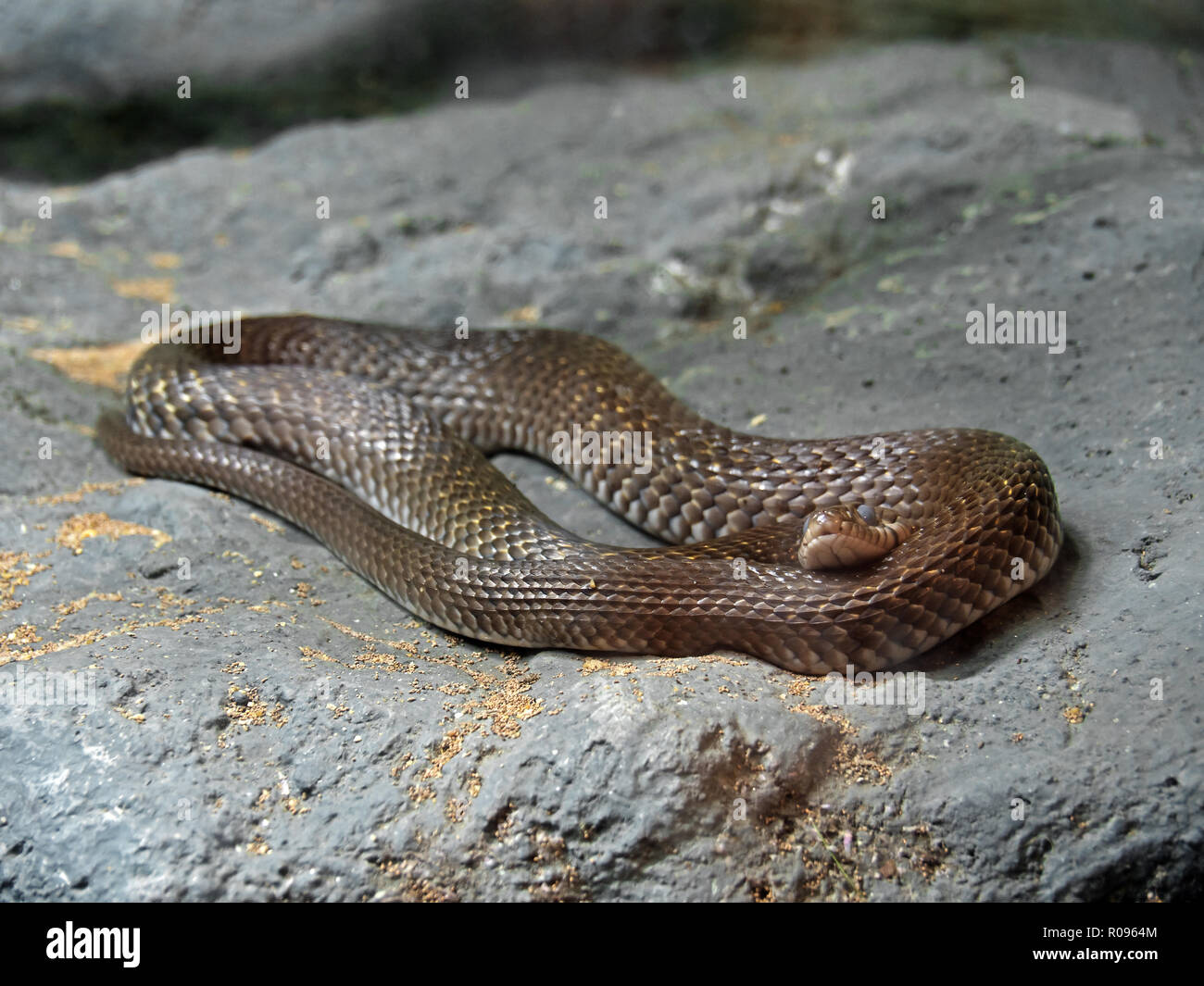 Closeup Yellow-Spotted Keelback Coiled on The Rock Stock Photo - Alamy