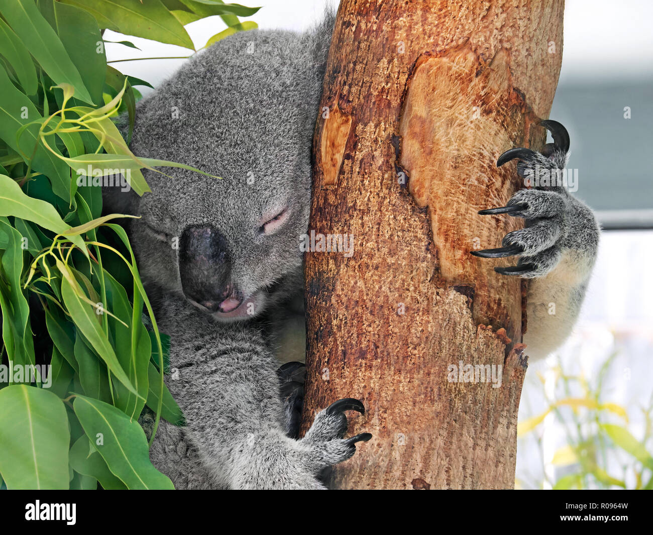 Closeup Cute Koala Sleeping on Eucalyptus Tree Stock Photo - Alamy