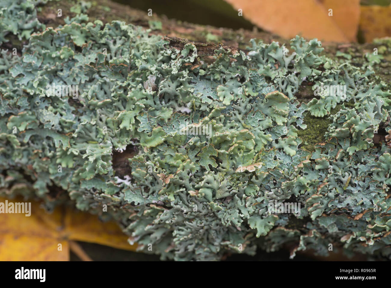 Tree lichen garden hi-res stock photography and images - Alamy