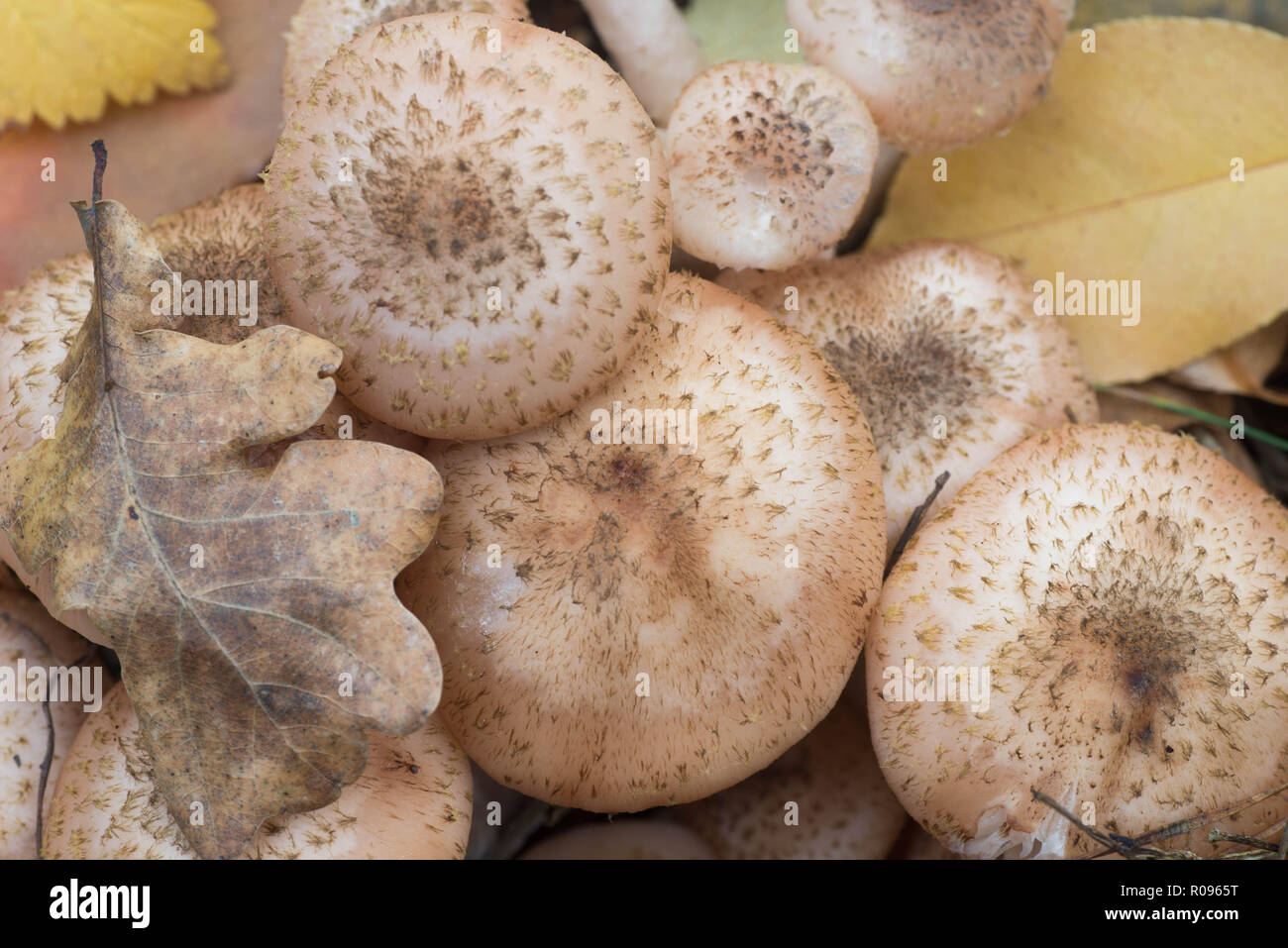 armillaria ostoyae, dark honey fungus macro in forest Stock Photo - Alamy