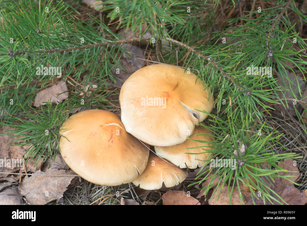 Hypholoma fasciculare, sulphur tuft, unedible mushrooms macro Stock ...