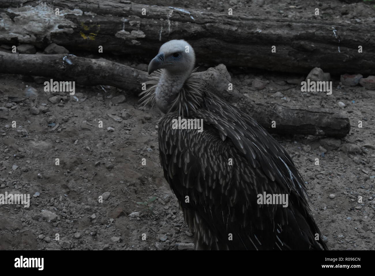 forest cleaner, that clean each and every flash Stock Photo - Alamy