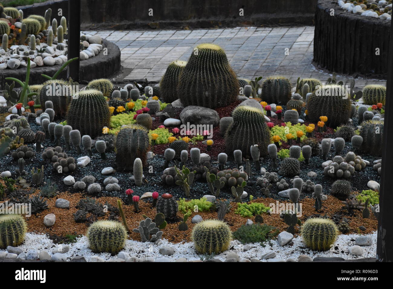 Cactus with soil hi-res stock photography and images - Alamy