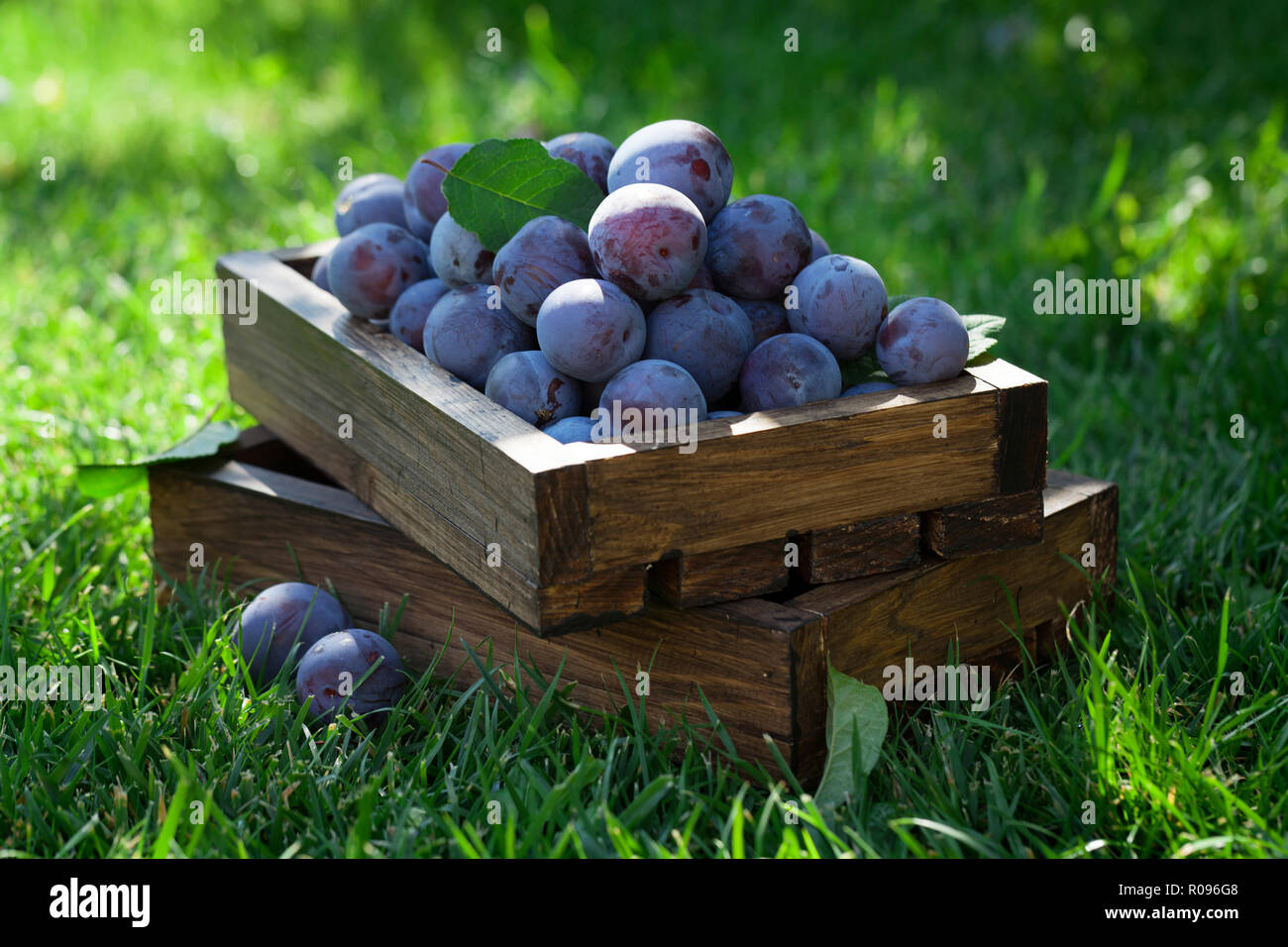 Garden plums in wooden box in sunny garden Stock Photo - Alamy
