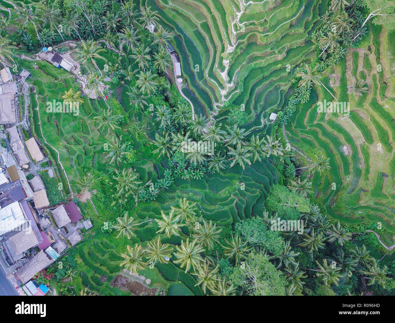 Bali Island, rice fields, tropical, farm, indonesia Stock Photo - Alamy