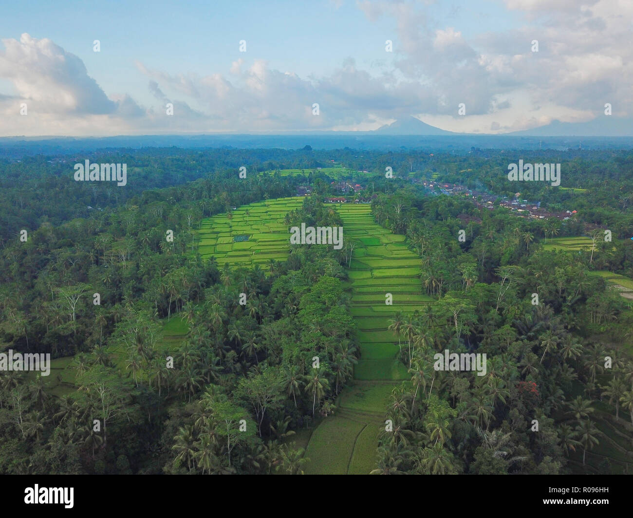 Bali Island, rice fields, tropical, farm, indonesia Stock Photo - Alamy