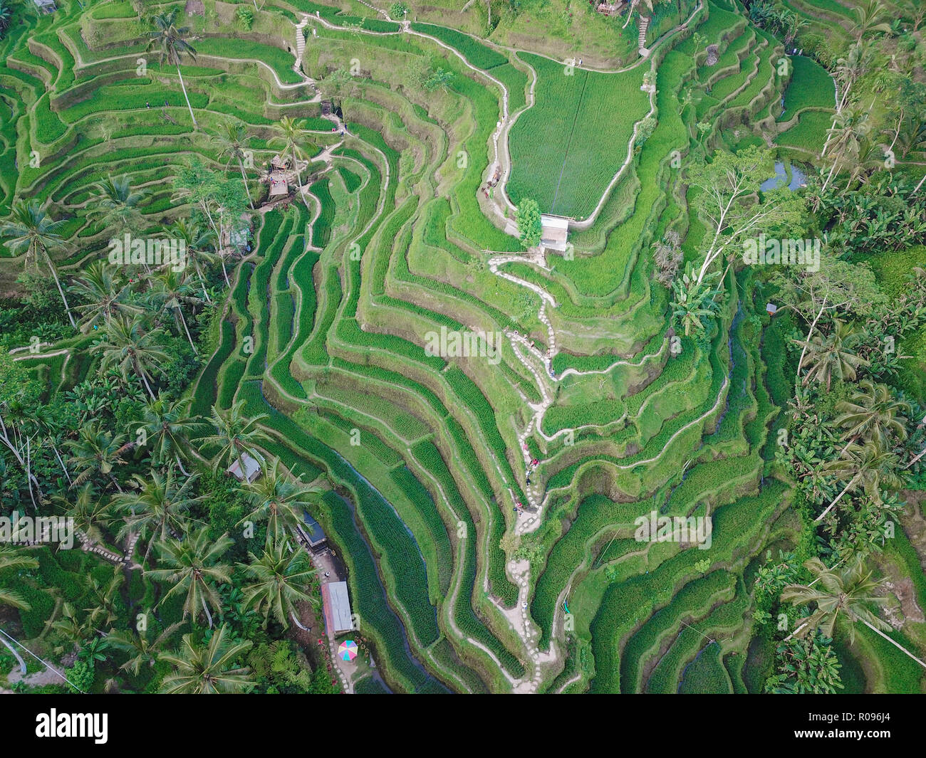Bali Island, rice fields, tropical farm indonesia Stock Photo - Alamy