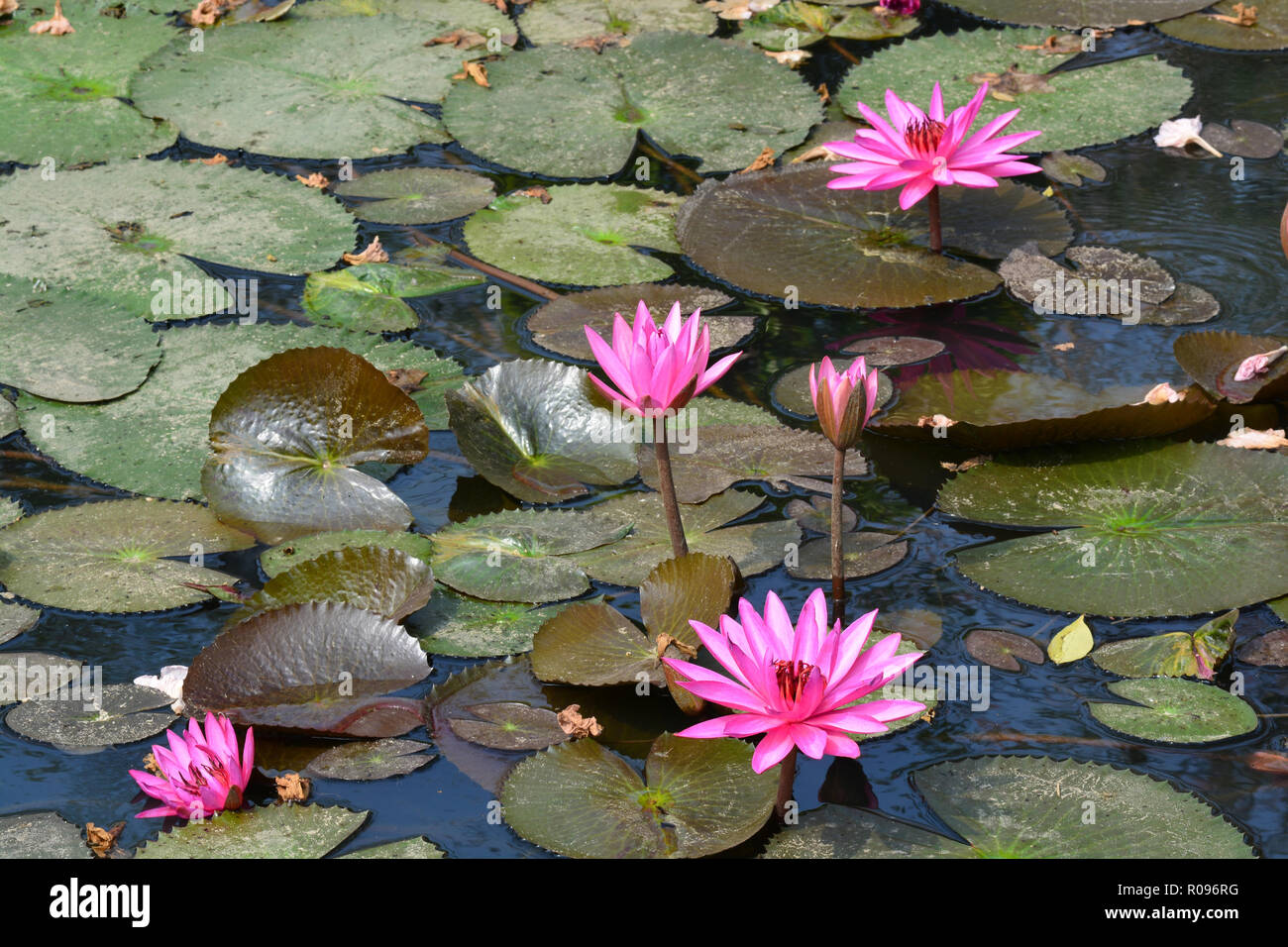 Indian red water lily nymphaea hi-res stock photography and images - Alamy