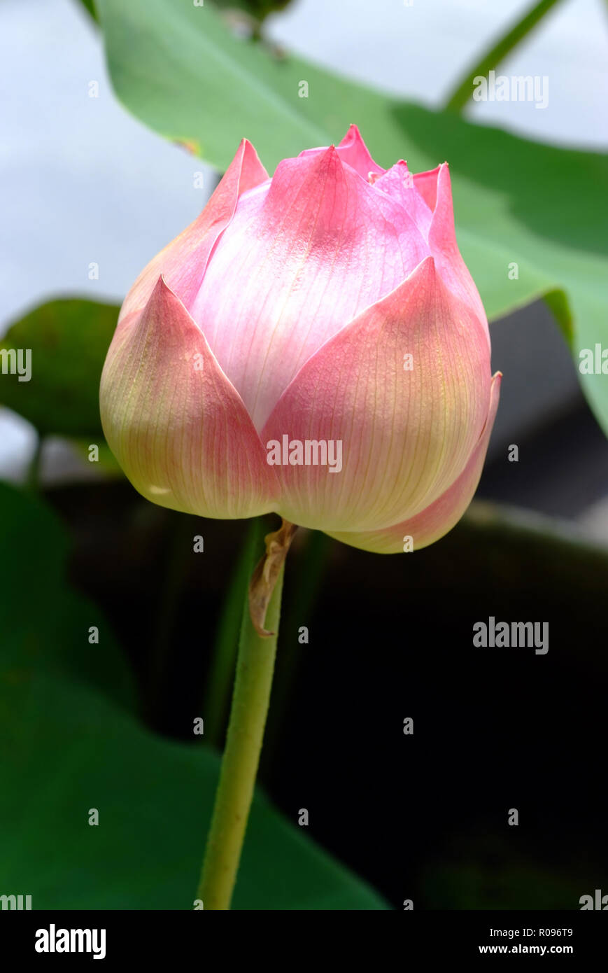 Nelumbium speciosum hi-res stock photography and images - Alamy