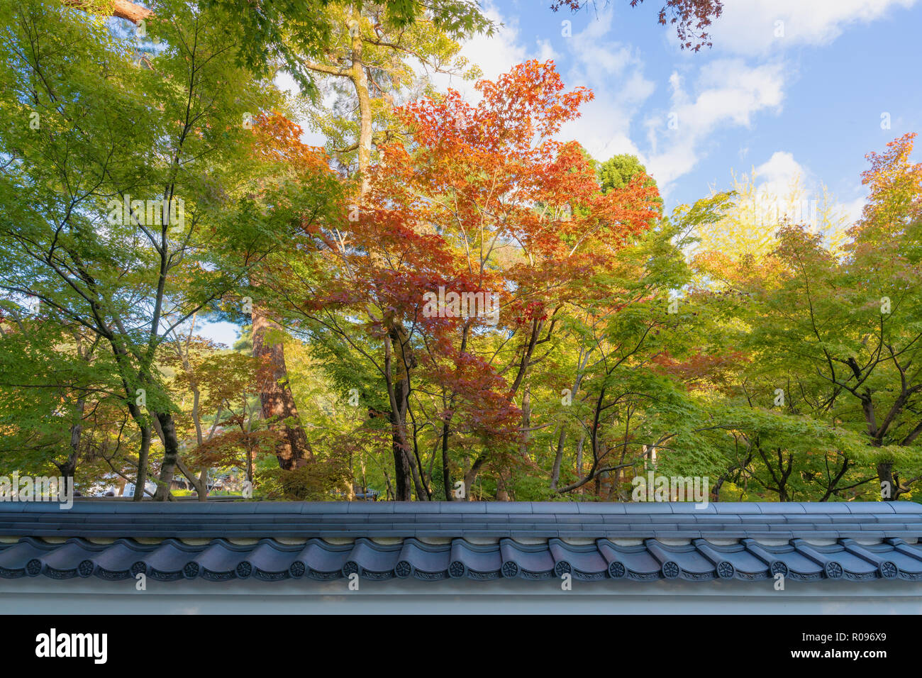 Autumn's coming, colorful trees season changed and traditional fence in ...