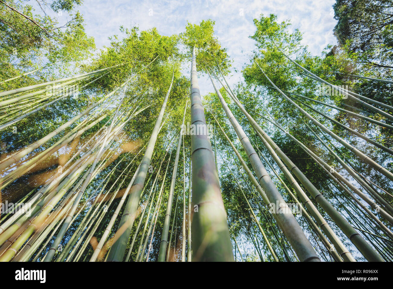 Arashiyama bamboo forest hi-res stock photography and images - Alamy