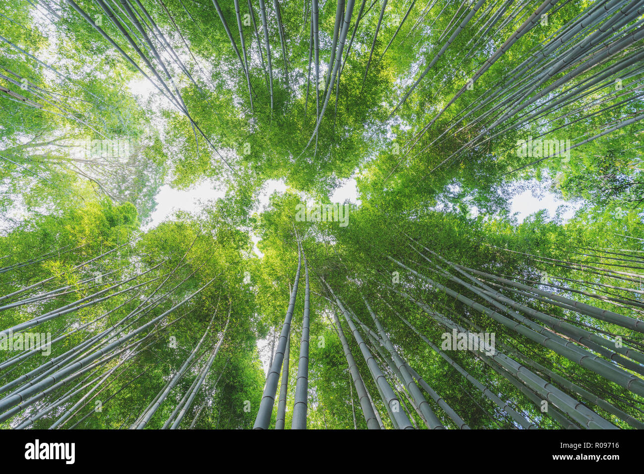 Arashiyama kyoto japan in spring hi-res stock photography and images ...