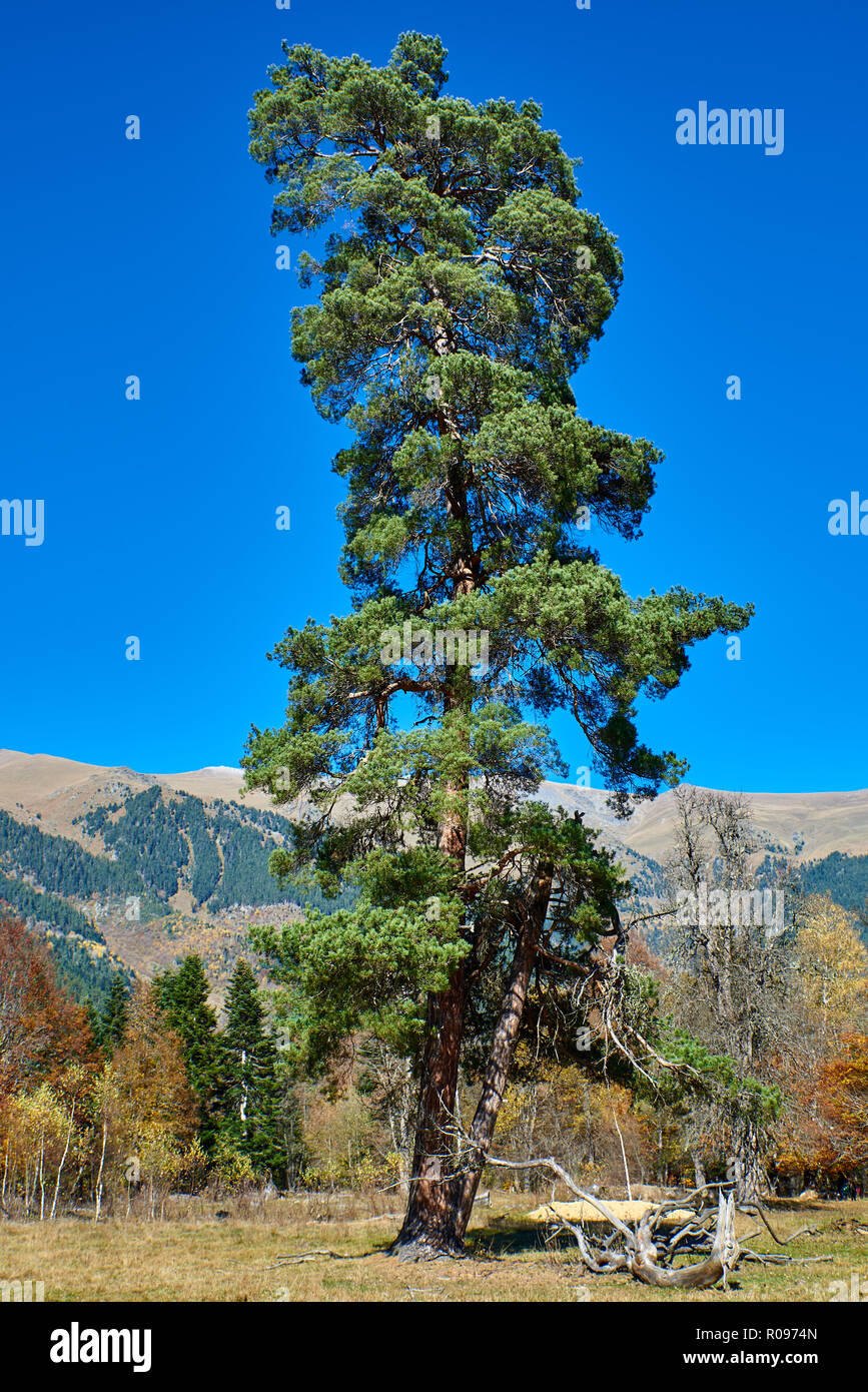 Lonely pine on the background of the forest and mountains Stock Photo ...