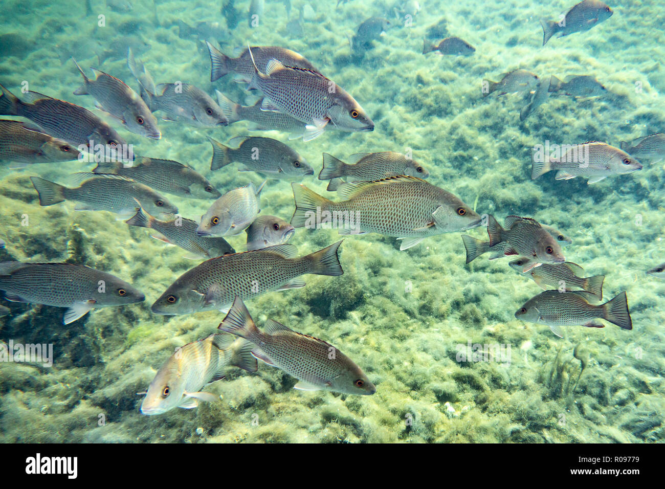 Small to medium sized Mangrove Snapper (Lutjanus griseus) school ...