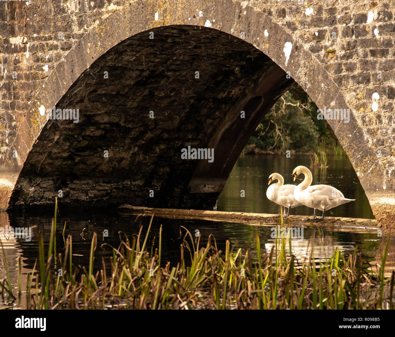 Swan pool, wales hi-res stock photography and images - Alamy