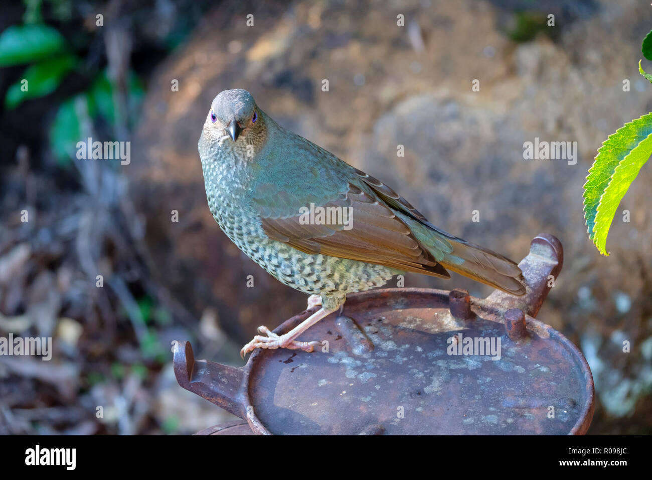 Female satin bowerbird hi-res stock photography and images - Alamy