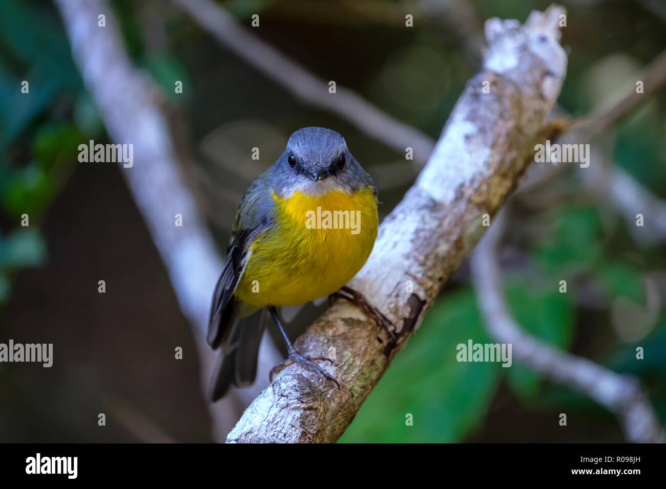 Eastern Yellow Robin - At O'Reilly's Rainforest Retreat, Lamington ...
