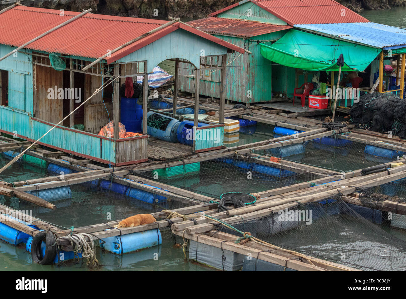 floating fish farm in ha long bay vietnam Stock Photo - Alamy