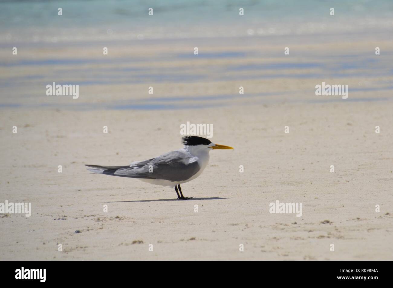 Crested tern sea bird facing the wind on the beach at Heron Island in ...