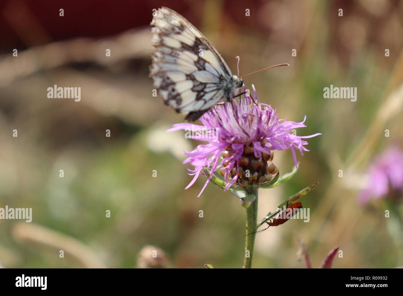 Sharing flower hi-res stock photography and images - Alamy