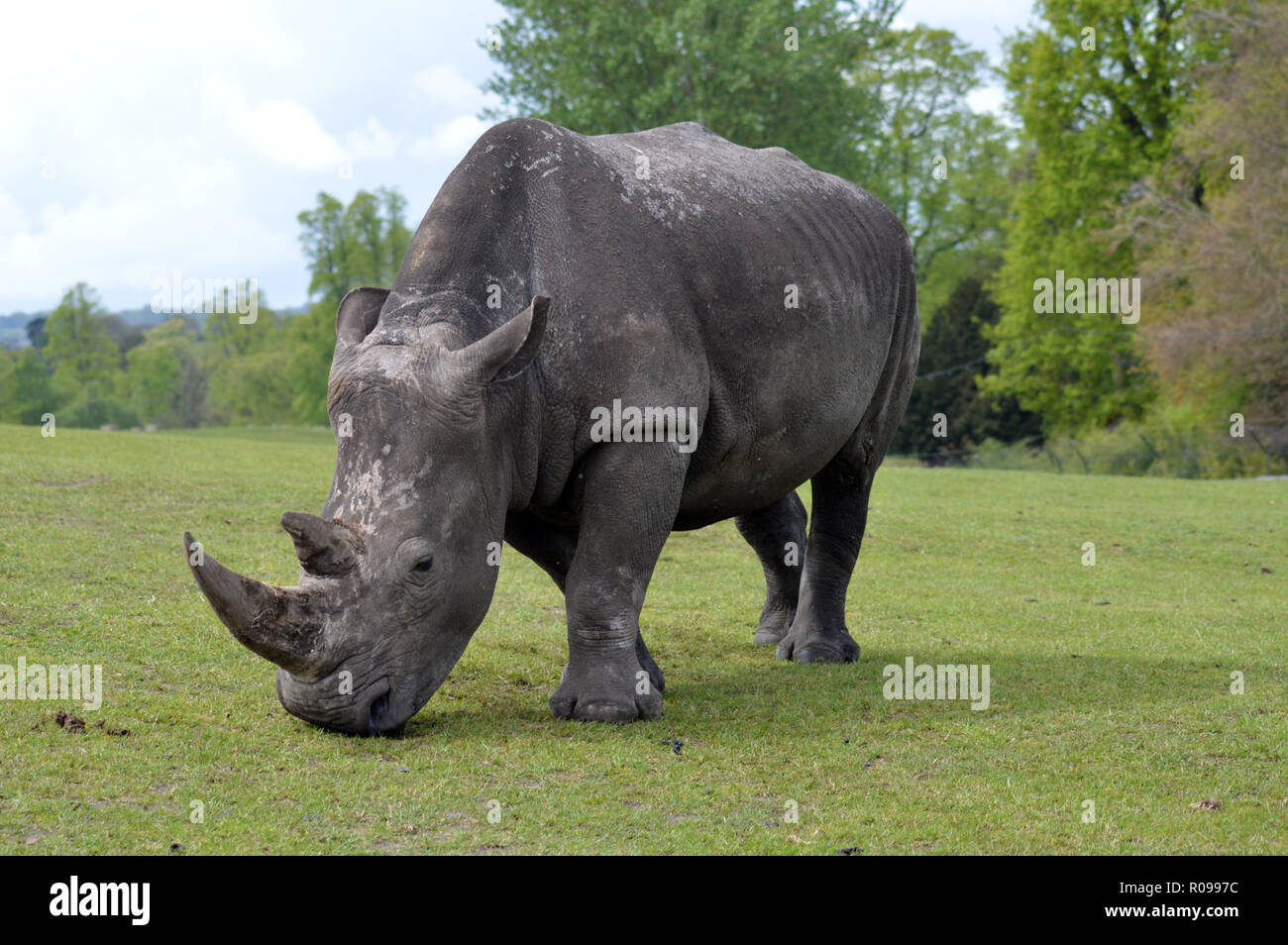 Wide mouth rhino hi-res stock photography and images - Alamy