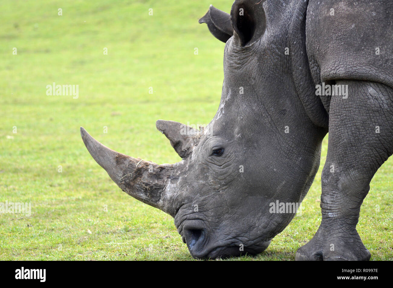 Wide mouth rhino hi-res stock photography and images - Alamy