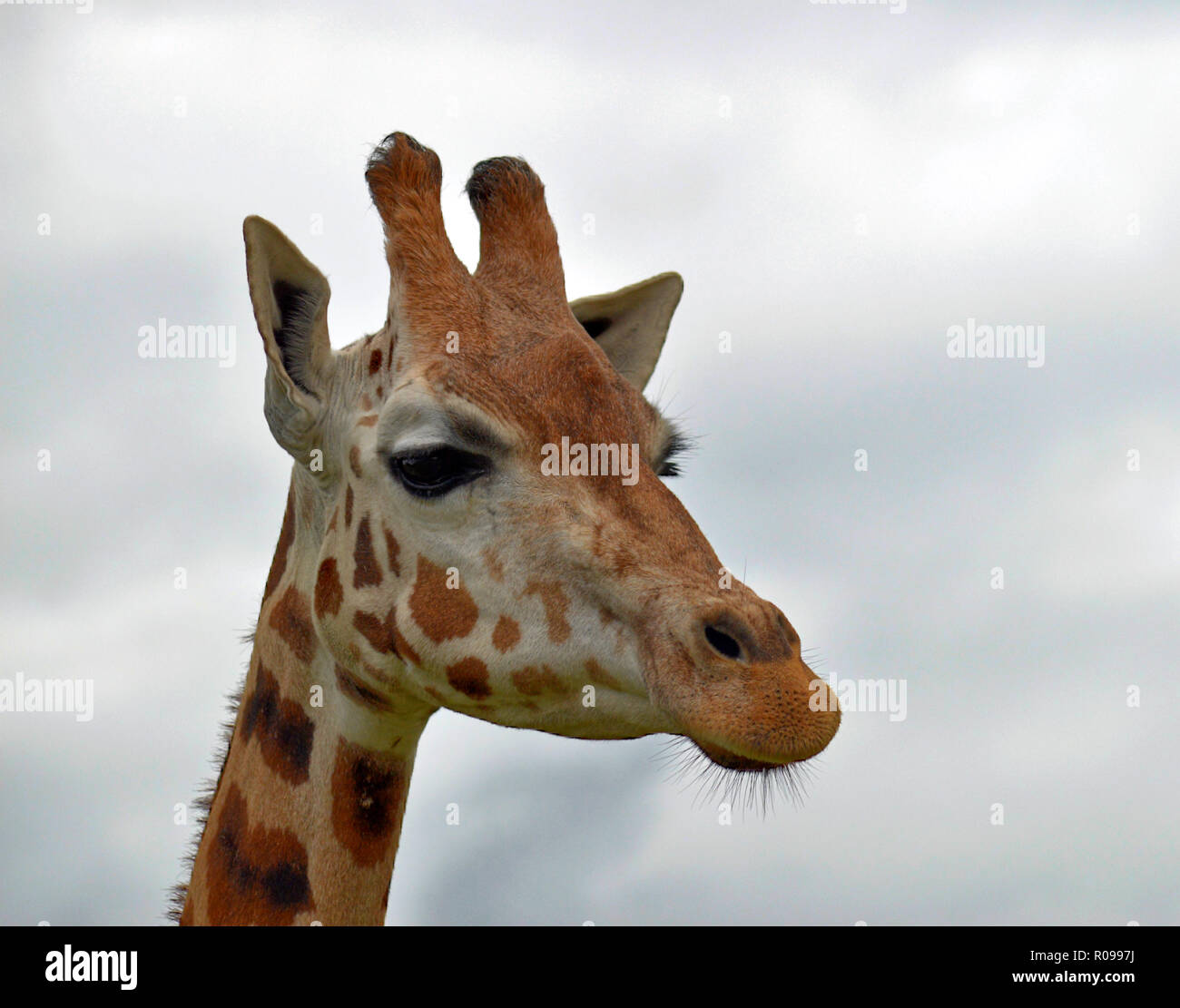 Giraffe neck mane hi-res stock photography and images - Alamy