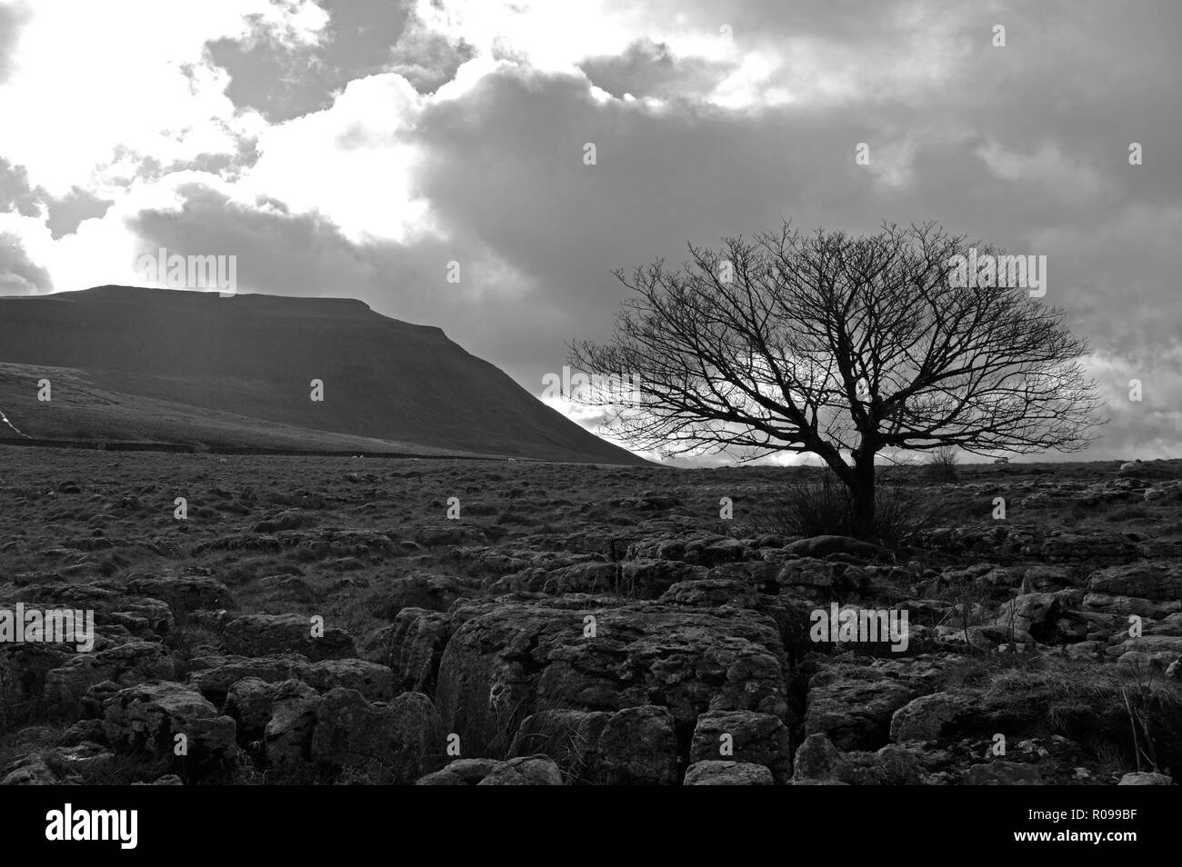Lone tree on limestone rocks Ingleborough Stock Photo - Alamy