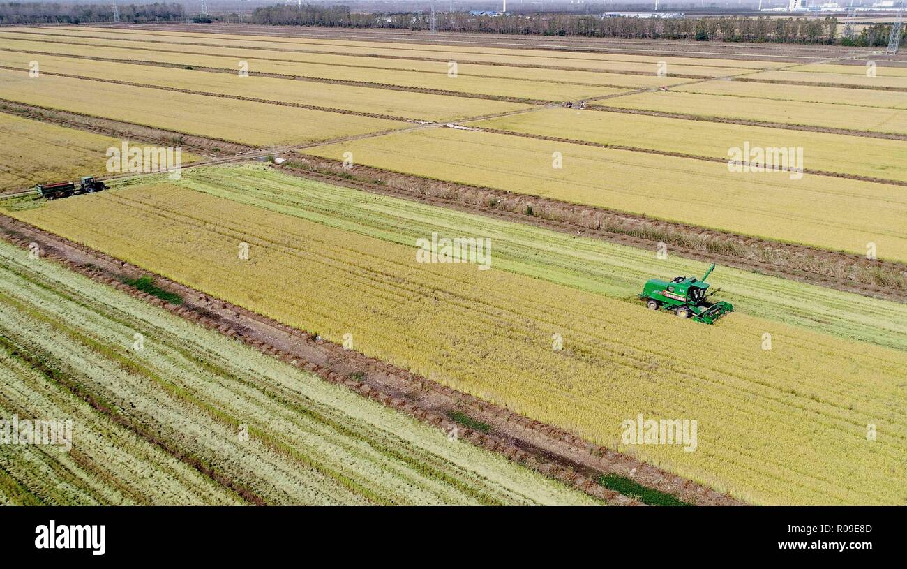 Rice jiangsu china yancheng hi-res stock photography and images - Alamy
