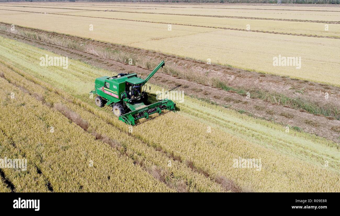 Rice jiangsu china yancheng hi-res stock photography and images - Alamy