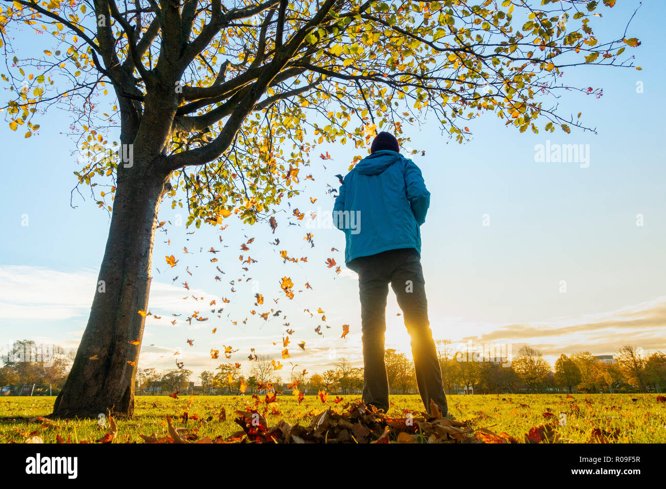 Autumn sunrise UK. Rear view of man standing under tree as leaves fall ...