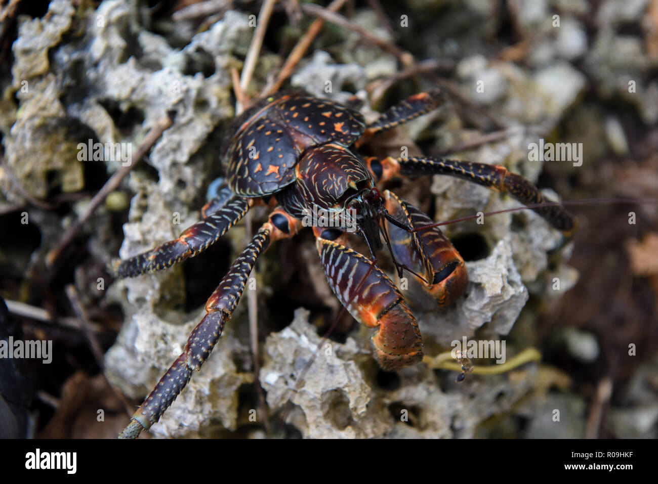 Live coconut crab hi-res stock photography and images - Alamy