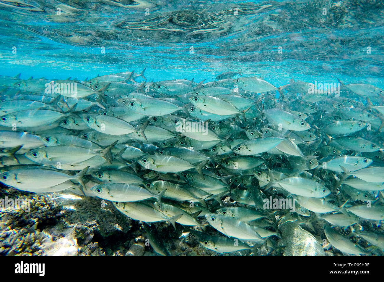 Alofi. 1st Nov, 2018. Photo taken on Nov. 1, 2018 shows fish in shallow ...