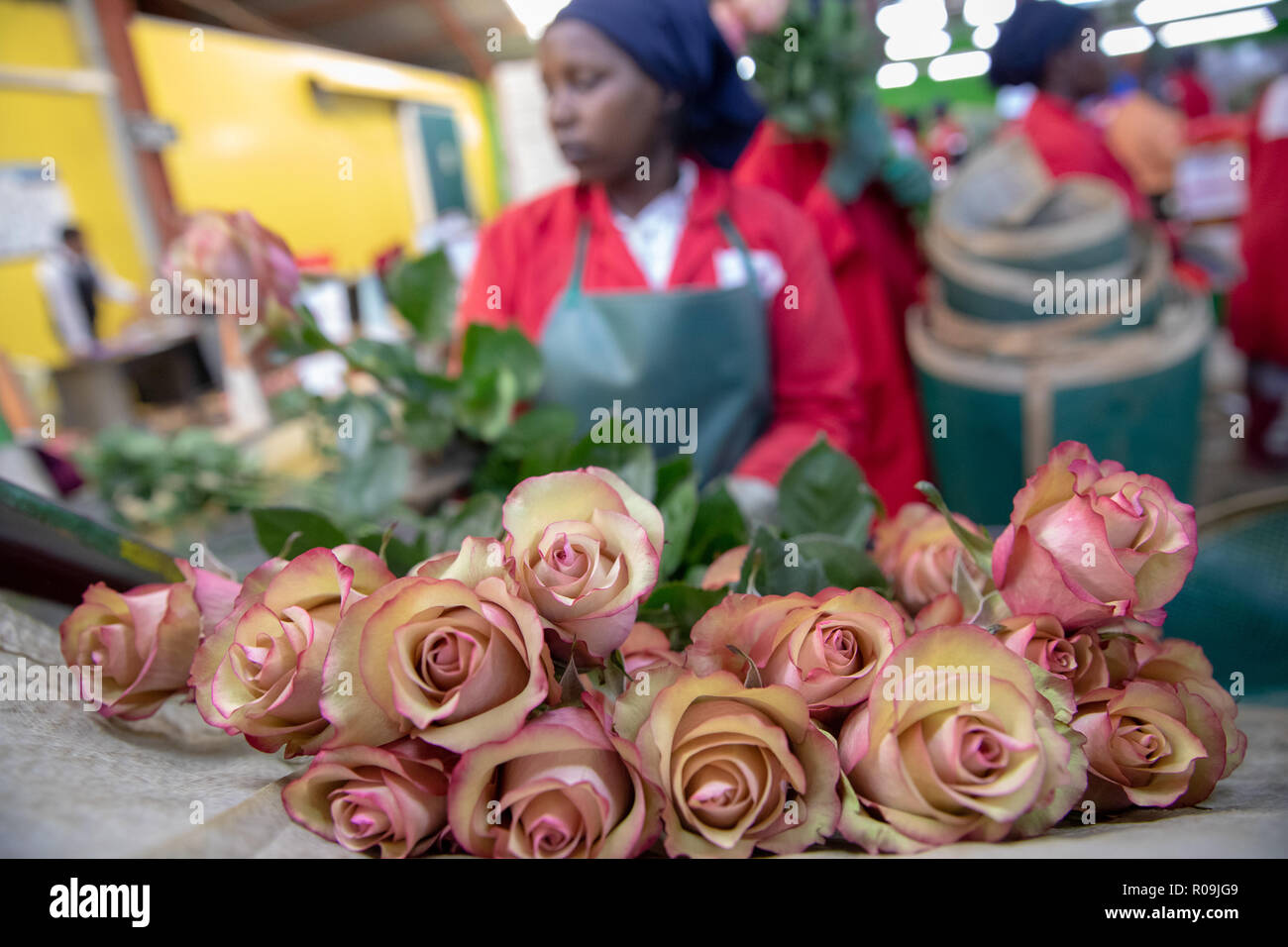 Lake naivasha kenya roses hi-res stock photography and images - Alamy