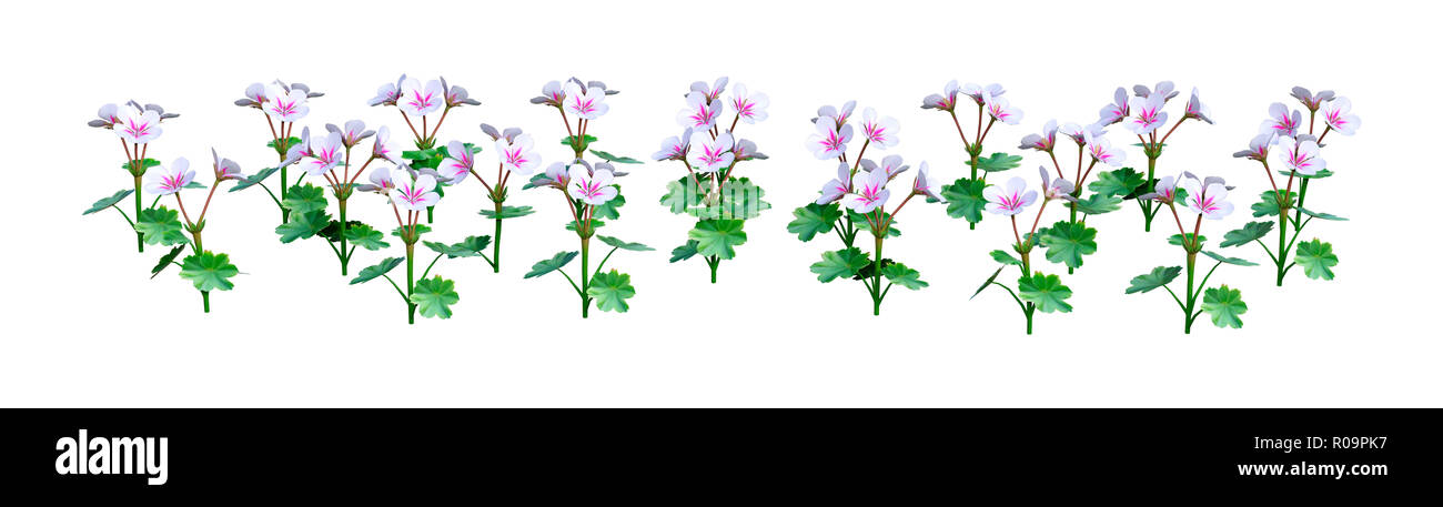 3D rendering of viola flowers isolated on white background Stock Photo ...