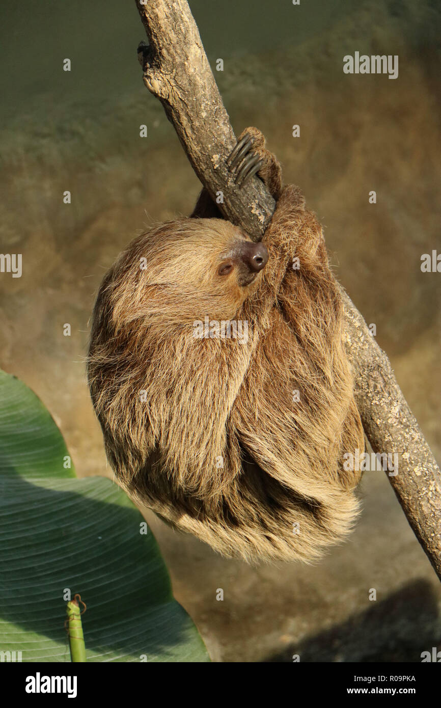 Folivora hi-res stock photography and images - Alamy