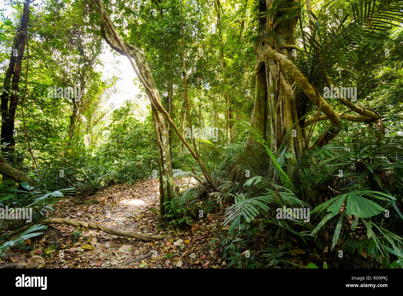 Khao Phanom Bencha National Park