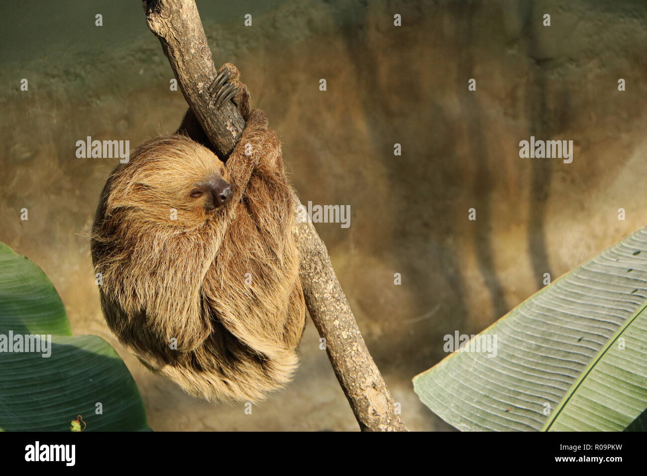 Sloth hanging onto a tree at Marwell Stock Photo - Alamy
