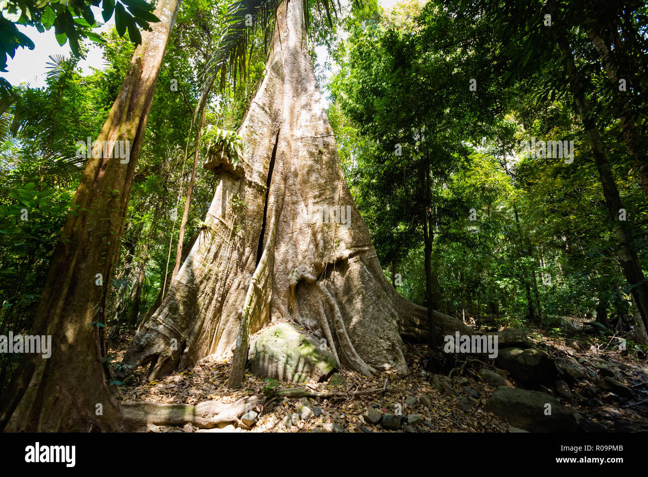 Huge mangrove tree hi-res stock photography and images - Alamy