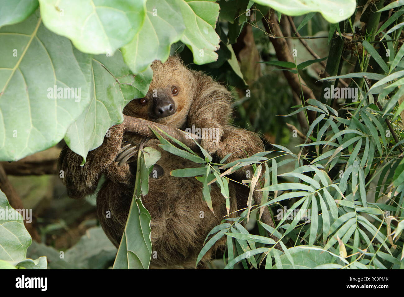 Marwell hi-res stock photography and images - Alamy