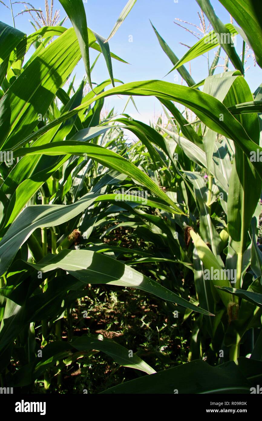 Tall corn hi-res stock photography and images - Alamy