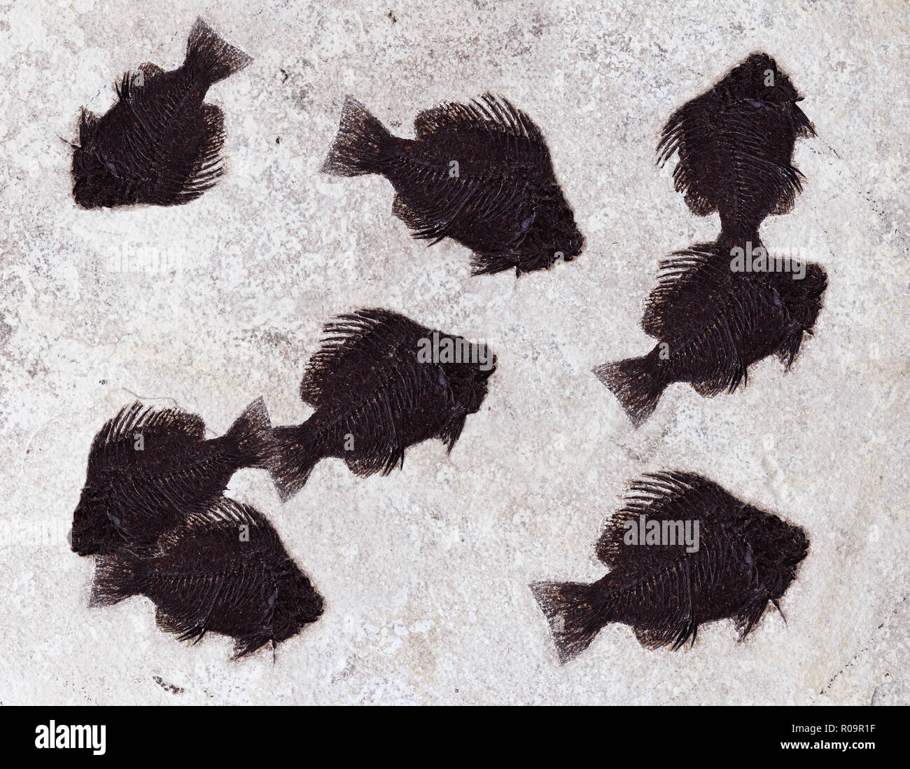 Fish fossils hi-res stock photography and images - Alamy