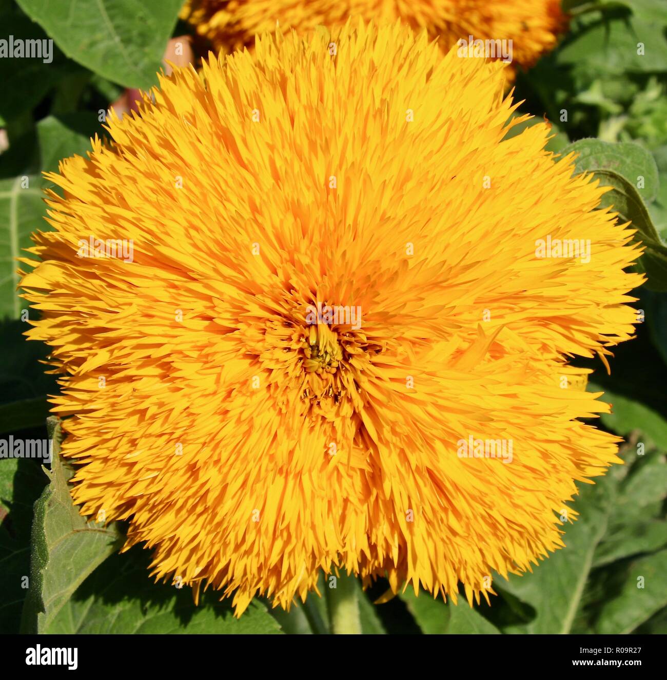 A huge fuzzy sunflower in the early morning sunshine glowing Stock ...