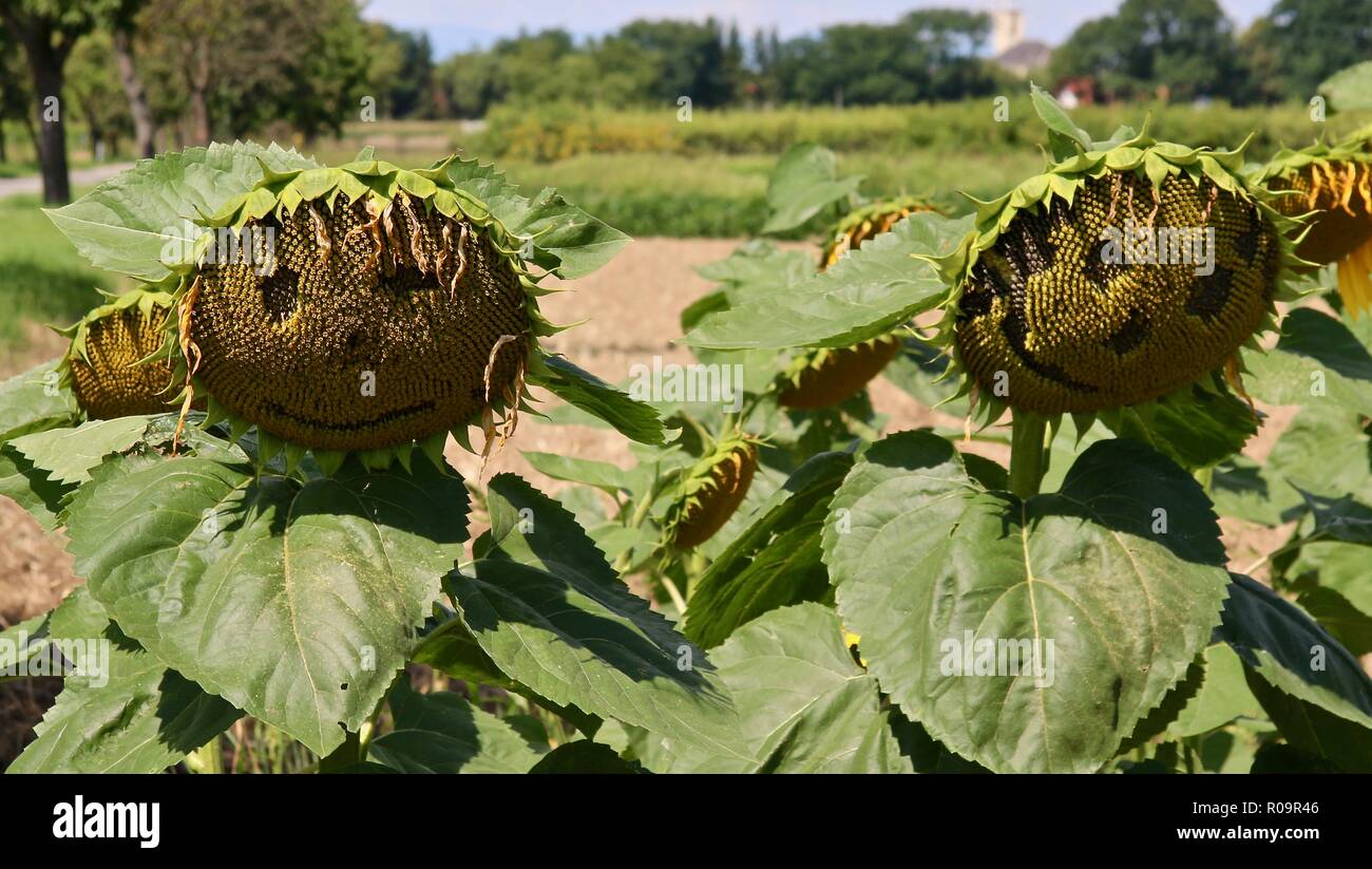 Funny sunflowers hi-res stock photography and images - Alamy