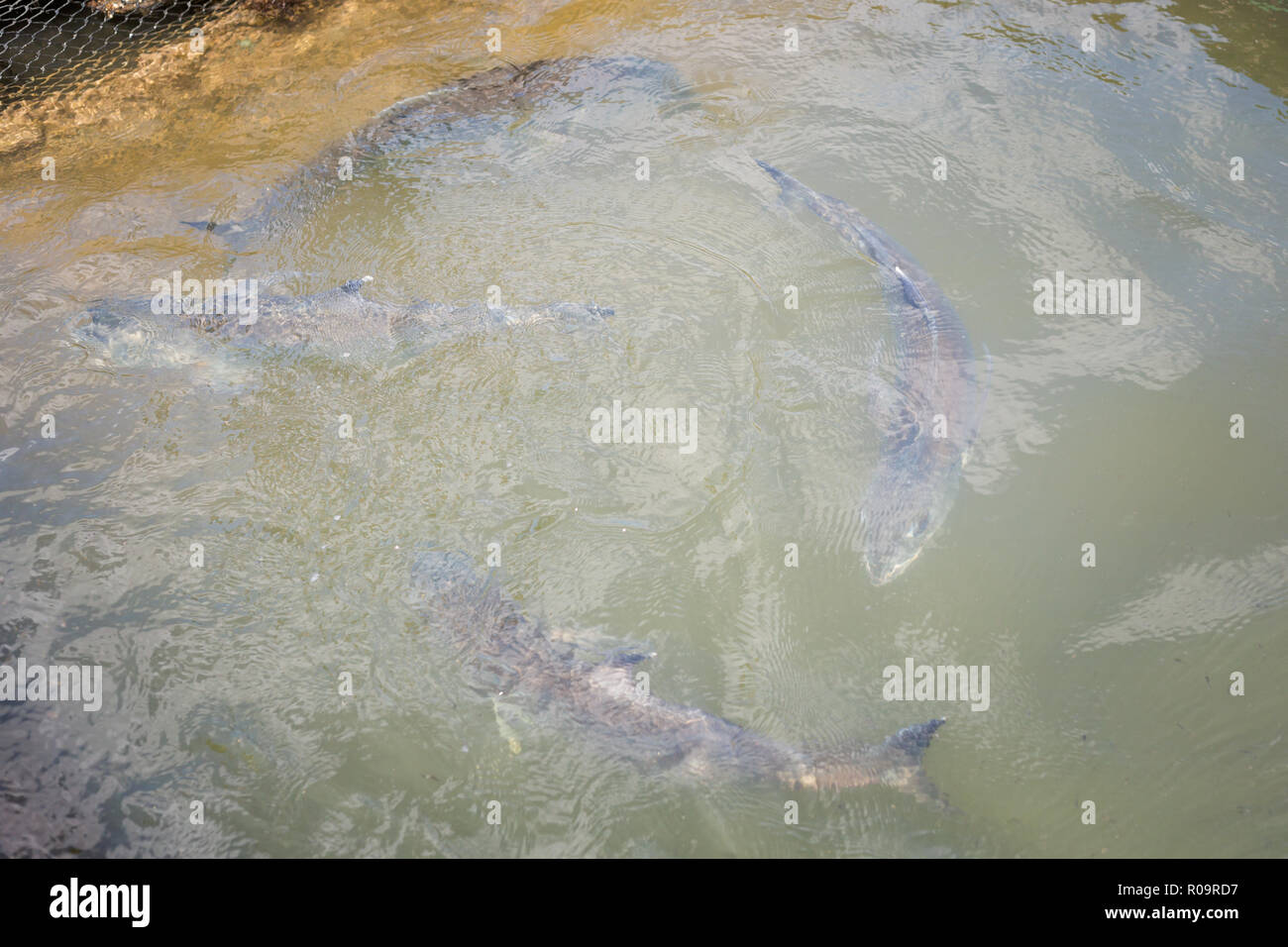 Fish farm on tropical Koh Klang island in Krabi in southern Thailand ...