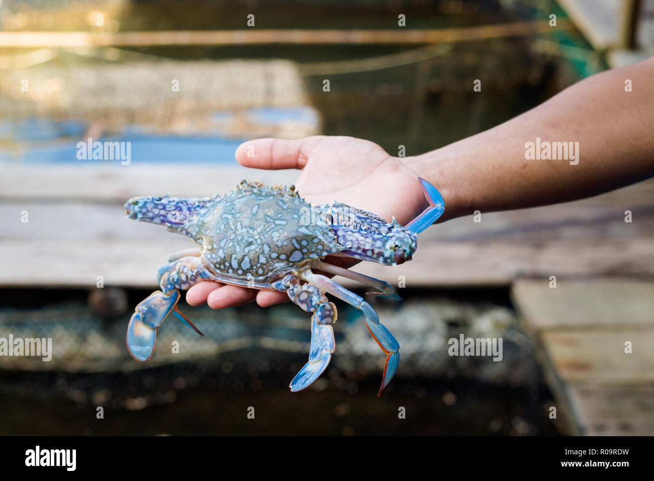 Tourist holding blue crab on tropical Koh Klang island in Krabi in ...