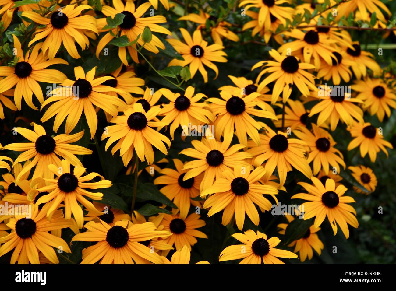 Flower patch hi-res stock photography and images - Alamy
